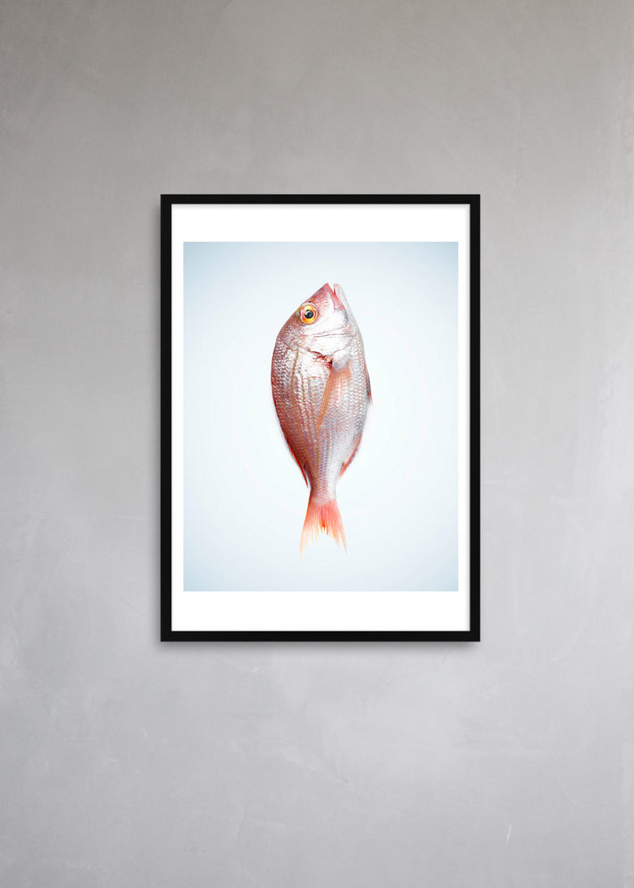 SNAPPER | House of Photography